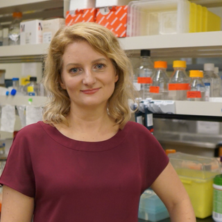 Jennifer Gommerman – Toronto Human Immunology Network